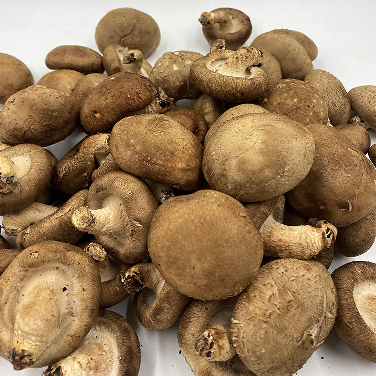 GAP인증 무농약 표고버섯 1kg 2kg 산지직송 무료배송