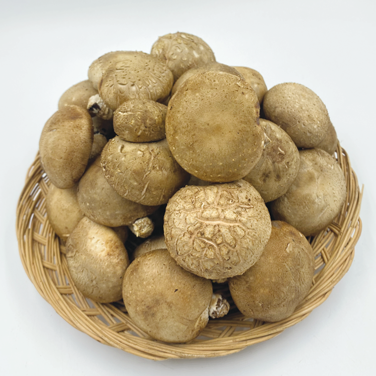 GAP인증 무농약 표고버섯 1kg 2kg 산지직송 무료배송