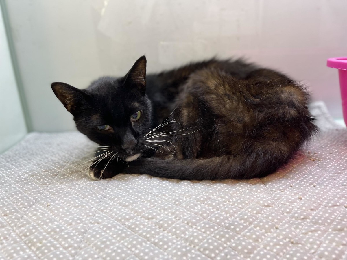 코리안숏헤어 턱시도 사모예드책임분양 스피츠책임분양 시바견책임분양 시베리안허스키책임분양 시츄책임분양 요크셔테리어책임분양 웰시코기책임분양 이탈리아그레이하운드책임분양 치와와책임