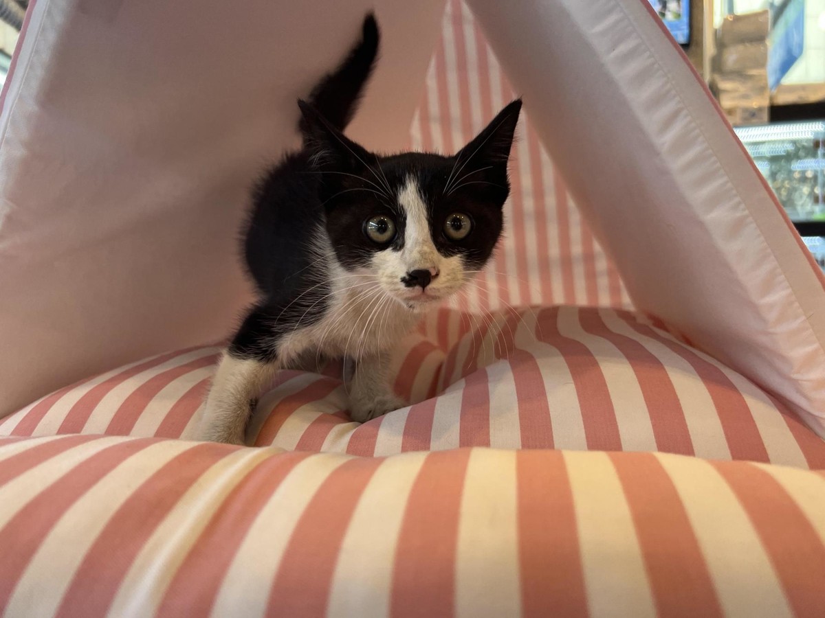 코리안숏헤어 초코 이탈리아그레이하운드입양 치와와입양 폼스키입양 폼치입양 폼피츠입양 푸숑입양 고양이입양 랙돌입양 러시안블루입양 먼치킨입양 브리티쉬숏헤어입양 노르웨이숲입양 뱅갈