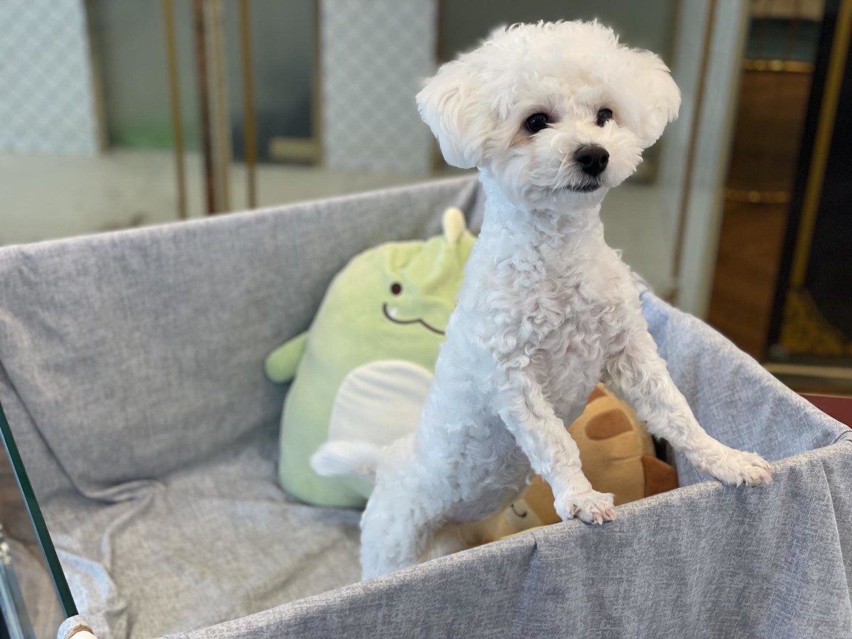 비숑프리제 푸링 강아지책임분양 고양이책임분양 유기견책임분양 유기묘책임분양 연예인강아지분양하는곳 연예인고양이분양하는곳 골댕이무료