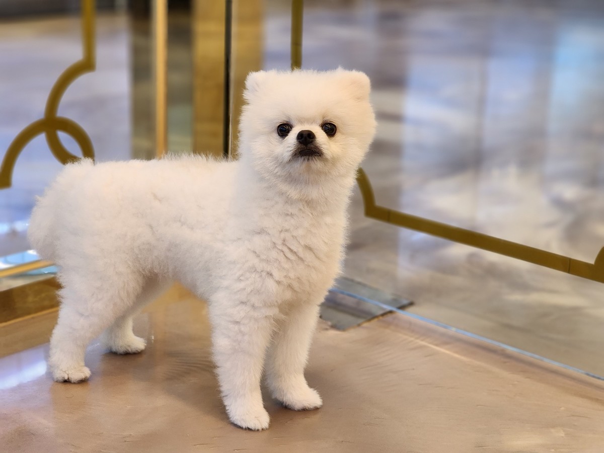 포메라니안 룰루 애완견성격 반려견성격 소형견크기 중형견크기 미니비숑프리제크기 토이푸들크기 골든리트리버크기 래브라도리트리버크기 닥스훈트크기 도베르만크기 말티치크기 말티폼크기