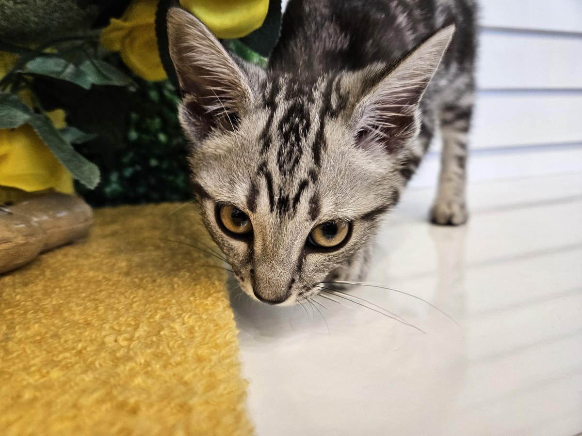 아메리칸숏헤어 믹스 몰랑 프렌치불독크기 빠삐용크기 파피용크기 사모예드크기 스피츠크기 시바견크기 시베리안허스키크기 시츄크기 요크셔테리어크기 웰시코기크기 이탈리아그레이하운드크기