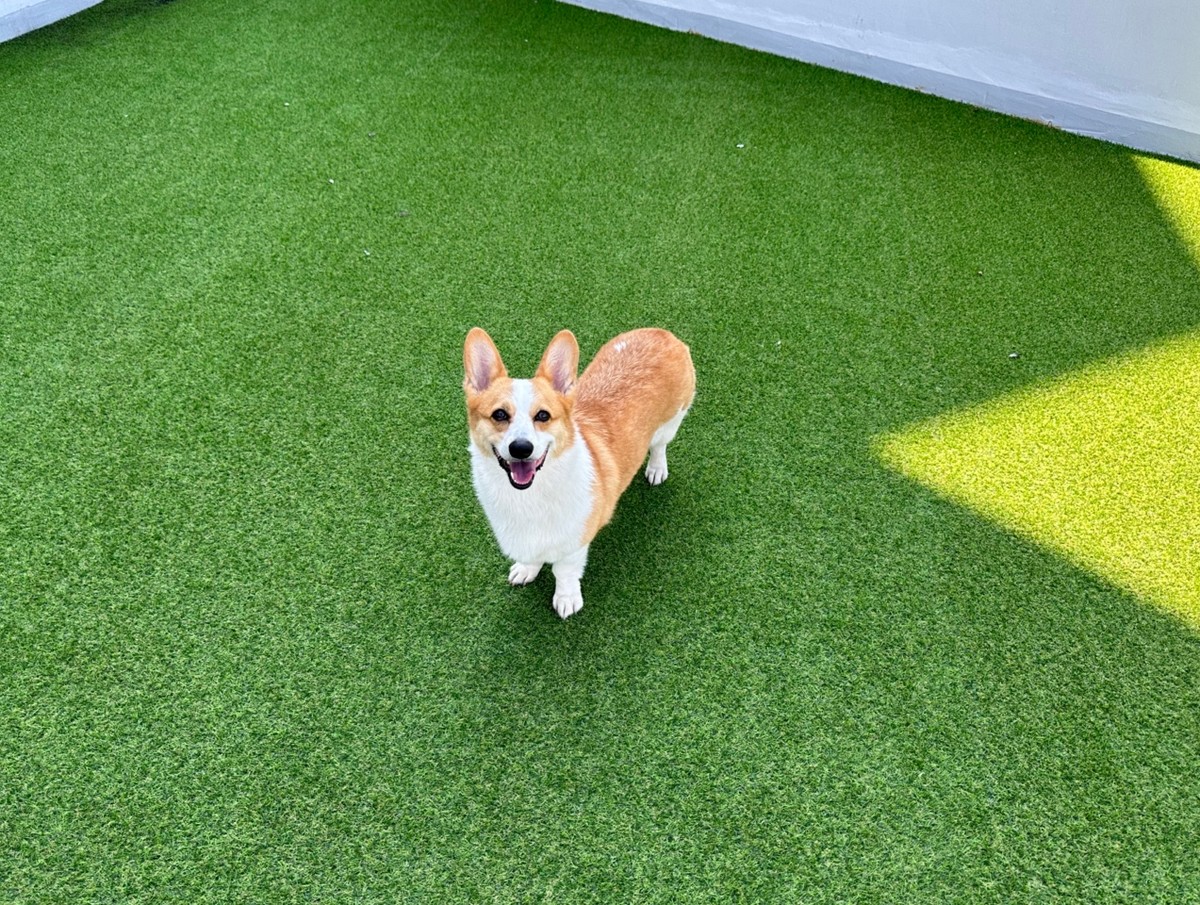 웰시코기 봄이 비숑프리제무료입양사이트 포메라니안무료입양사이트 말티즈무료입양사이트 말티푸무료입양사이트 푸들무료입양사이트 먼치킨무료입양사이트 랙돌무료입양사이트 브리티쉬숏헤어무료