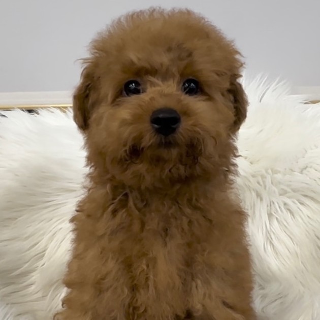 푸들 푸름이 푸숑책임분양 노르웨이숲책임분양 데본렉스책임분양 뱅갈책임분양 샴책임분양 셀커크렉스책임분양 스핑크스책임분양 아메리칸숏헤어책임분양 아메리칸컬책임분양 아비시니안책임분양