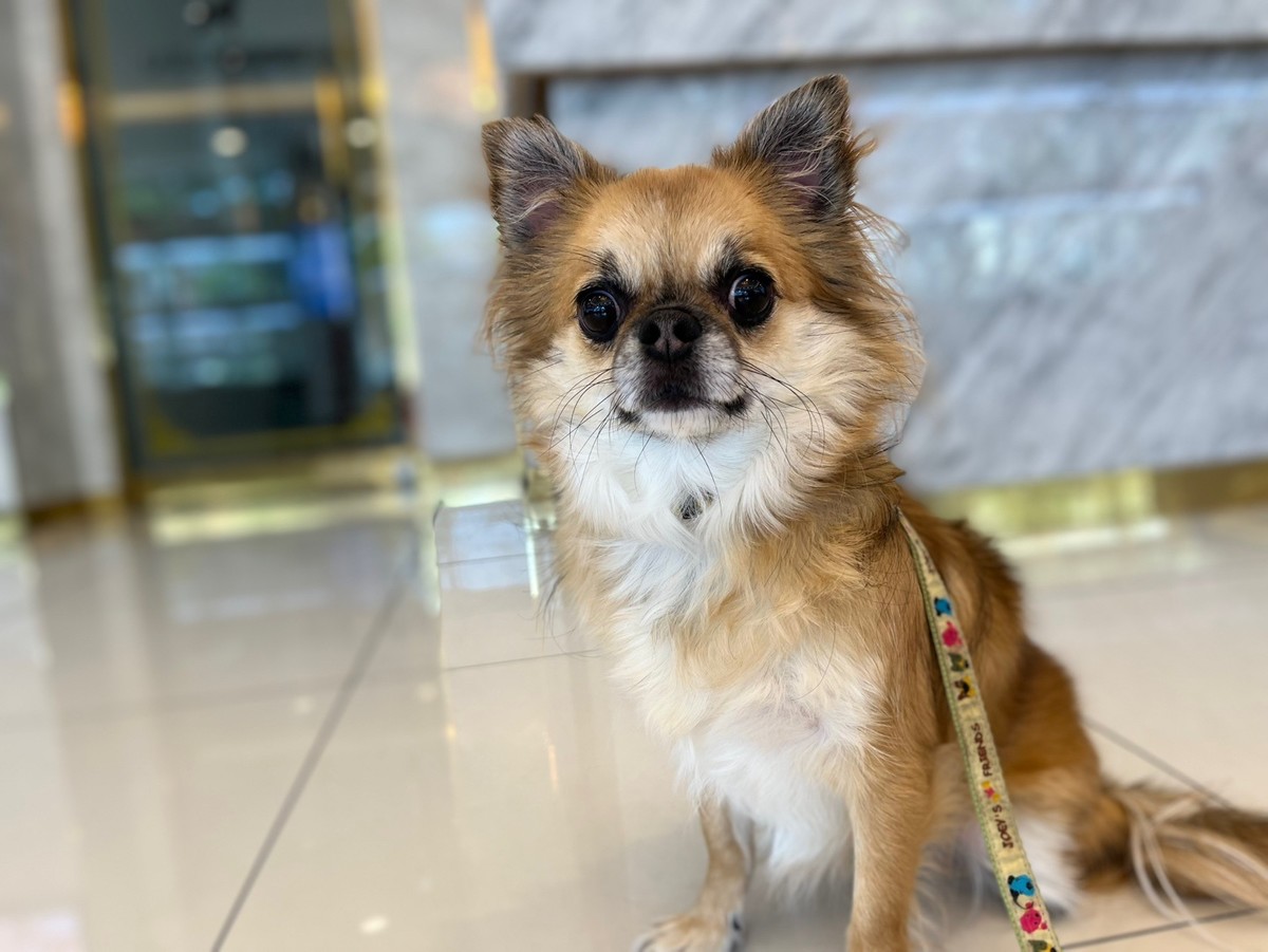 장모치와와 마스 요크셔테리어무료입양사이트 웰시코기무료입양사이트 이탈리아그레이하운드무료입양사이트 치와와무료입양사이트 코카스파니엘무료입양사이트 폼스키무료입양사이트 폼치무료입양