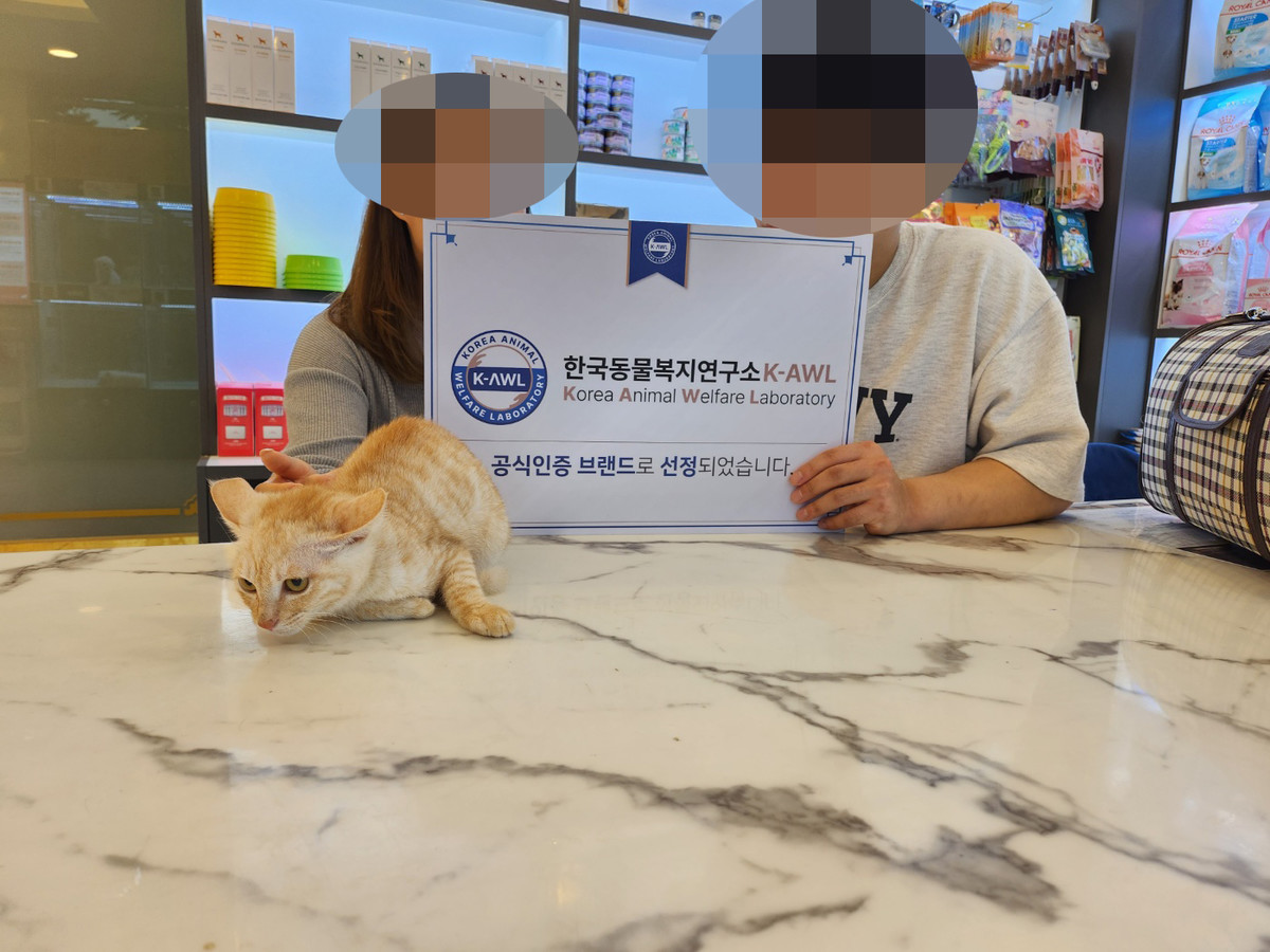 코리안숏헤어 치즈 말티푸전문무료분양 푸들전문무료분양 먼치킨전문무료분양 랙돌전문무료분양 브리티쉬숏헤어전문무료분양 스코티쉬폴드전문무료분양 러시안블루전문무료분양 강아지전문무료분양