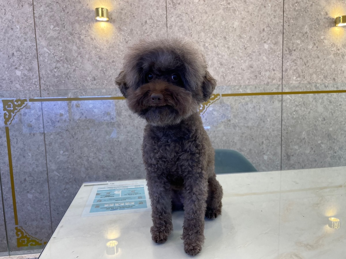 푸들 포도 폼스키크기 폼치크기 폼피츠크기 푸숑크기 노르웨이숲크기 데본렉스크기 뱅갈크기 샴크기 셀커크렉스크기 스핑크스크기 아메리칸숏헤어크기 아메리칸컬크기 아비시니안크기