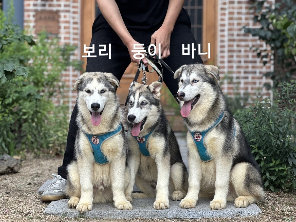 허스키 바니둥이보리 유기견입양 유기묘입양 강아지입양 소형견입양 중형견입양 대형견입양 말티즈입양 말티푸입양 비숑프리제입양 미니비숑프리제입양 포메라니안입양 푸들입양 골든