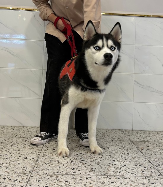 시베리안허스키 블루 말티즈크기 말티푸크기 푸들크기 먼치킨크기 랙돌크기 브리티쉬숏헤어크기 스코티쉬폴드크기 러시안블루크기 강아지크기 고양이크기 유기견임시보호 유기묘임시보호