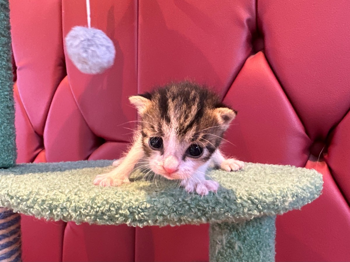 코리안숏헤어 도비 유기묘무료입양사이트 비숑프리제파양 포메라니안파양 말티즈파양 말티푸파양 푸들파양 먼치킨파양 랙돌파양 브리티쉬숏