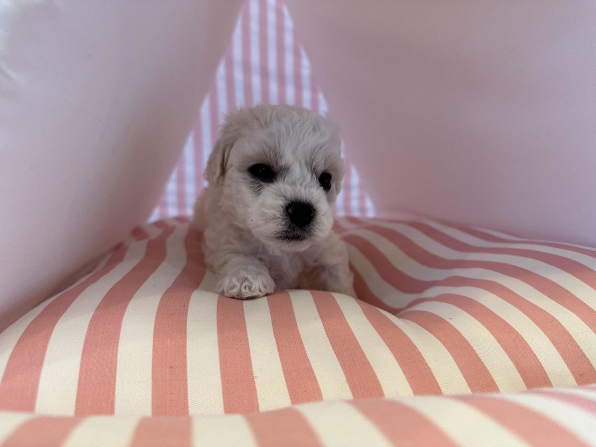 비숑프리제 사 푸숑책임분양 노르웨이숲책임분양 데본렉스책임분양 뱅갈책임분양 샴책임분양 셀커크렉스책임분양 스핑크스책임분양 아메리칸숏헤어책임분양 아메리칸컬책임분양 아비시니안책임