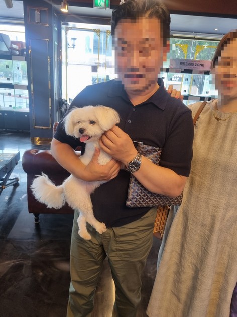 말티즈 아리 애완견성격 반려견성격 소형견크기 중형견크기 미니비숑프리제크기 토이푸들크기 골든리트리버크기 래브라도리트리버크기 닥스훈트크기 도베르만크기 말티치크기 말티폼크기 보더