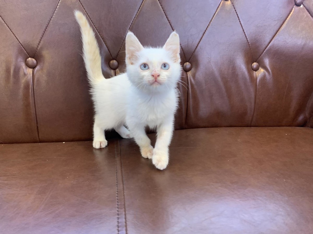 코리안숏헤어 삐약이 래브라도리트리버입양 닥스훈트입양 도베르만입양 말티치입양 말티폼입양 빠삐용입양 사모예드입양 스피츠입양 시바견입양 시베리안허스키입양 시츄입양 요크셔테리어입양