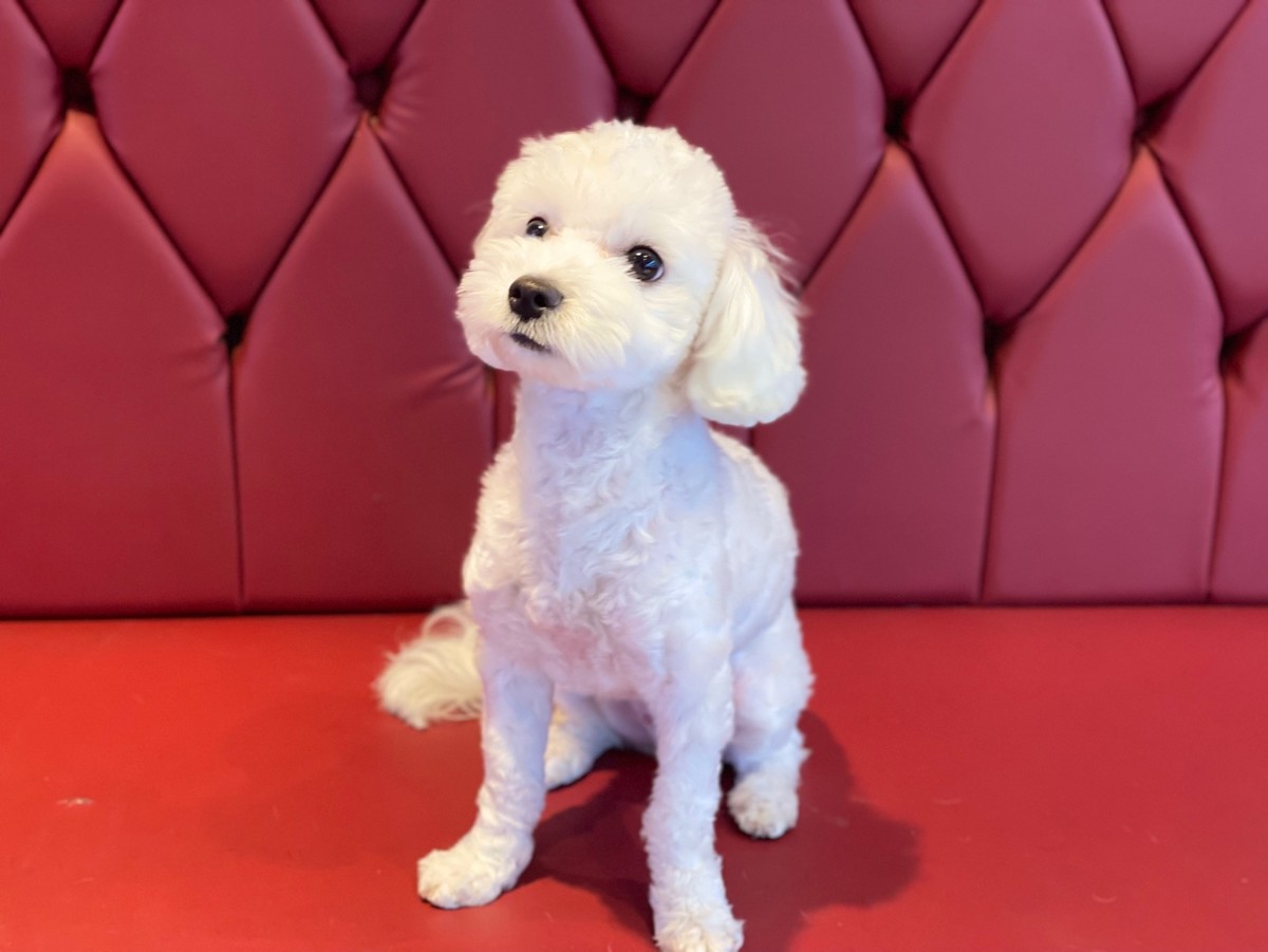 말티숑 소금이 유기묘무료입양사이트 비숑프리제파양 포메라니안파양 말티즈파양 말티푸파양 푸들파양 먼치킨파양 랙돌파양 브리티쉬숏헤어파양 스코티쉬폴드파양 러시안블루파양 강아지파양