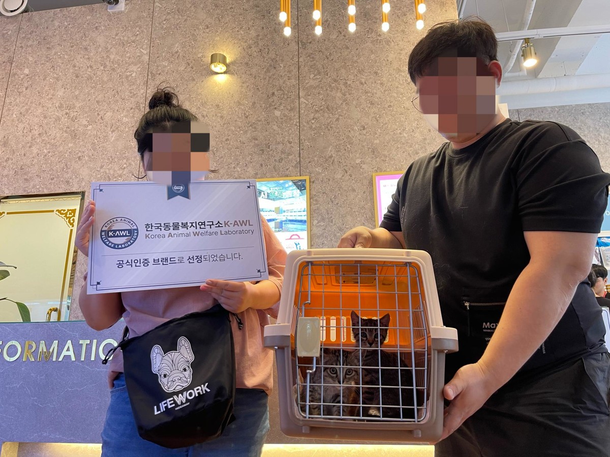 코리안숏헤어 핑크 사모예드특징 스피츠특징 시바견특징 시베리안허스키특징 시츄특징 요크셔테리어특징 웰시코기특징 이탈리아그레이하운드특징 치와와특징 코카스파니엘특징 폼스키특징 폼치