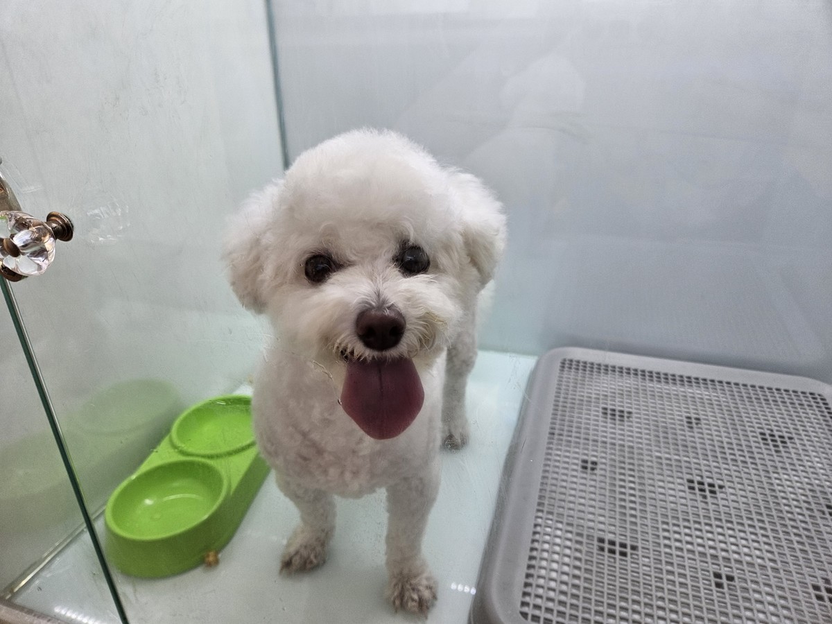 비숑프리제 레옹 이탈리아그레이하운드입양 치와와입양 폼스키입양 폼치입양 폼피츠입양 푸숑입양 고양이입양 랙돌입양 러시안블루입양 먼치킨입양 브리티쉬숏헤어입양 노르웨이숲입양 뱅갈