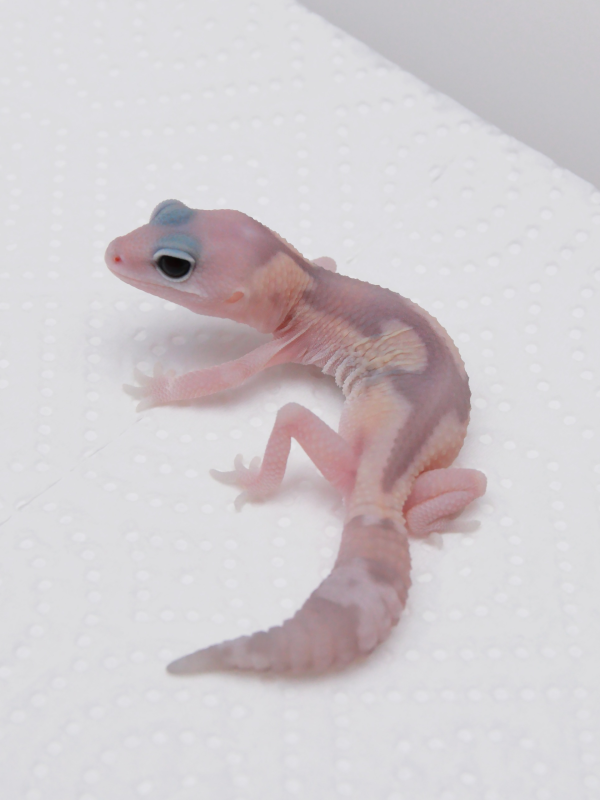 Ghost Zulu (High Pattern Quality) (C190🚹) : 칵테일샵 (COCKTAIL SHOP)