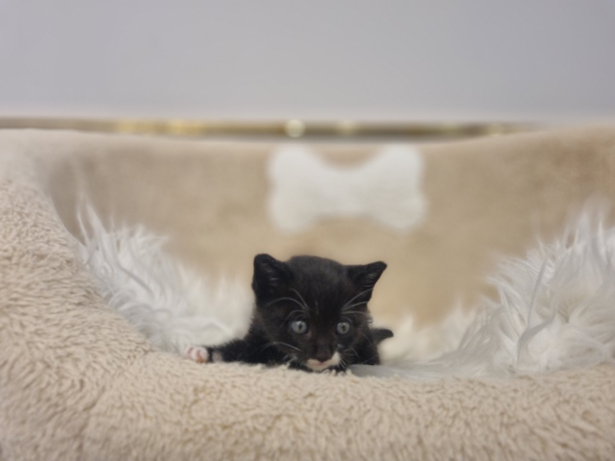 코리안숏헤어 뾰용이 프렌치불독크기 빠삐용크기 파피용크기 사모예드크기 스피츠크기 시바견크기 시베리안허스키크기 시츄크기 요크셔테리어