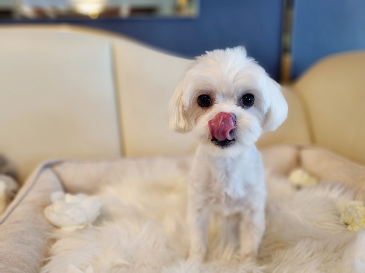 말티즈 소금 푸숑책임분양 노르웨이숲책임분양 데본렉스책임분양 뱅갈책임분양 샴책임분양 셀커크렉스책임분양 스핑크스책임분양 아메리칸숏헤어책임분양 아메리칸컬책임분양 아비시니안책임분양