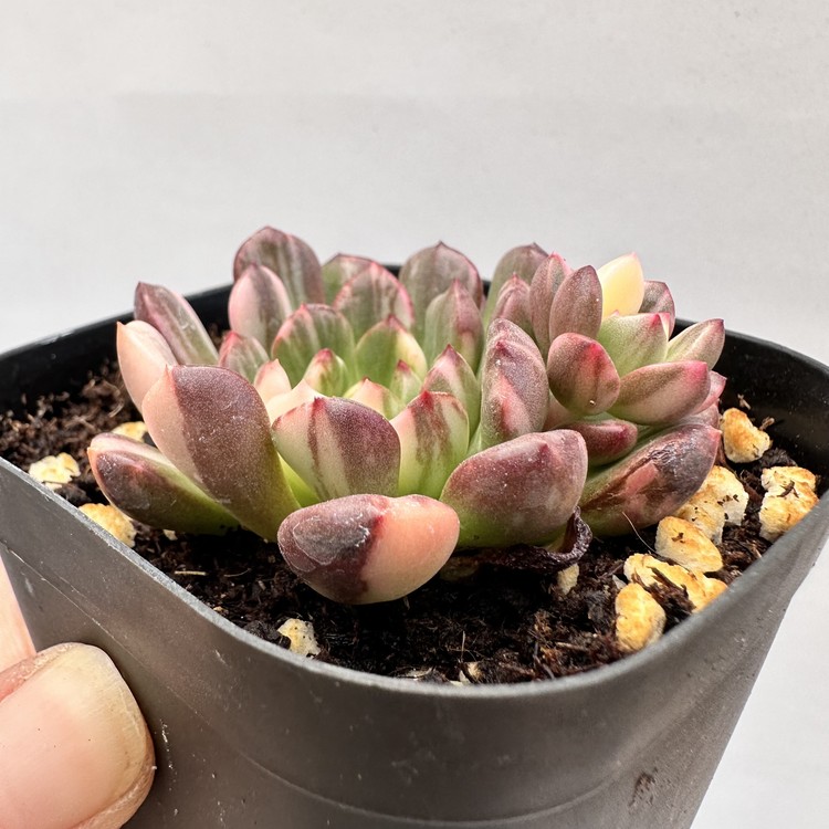 Sedeveria Pink Ruby Variegated-51 : DK Succulents Korea- Rare Korean ...
