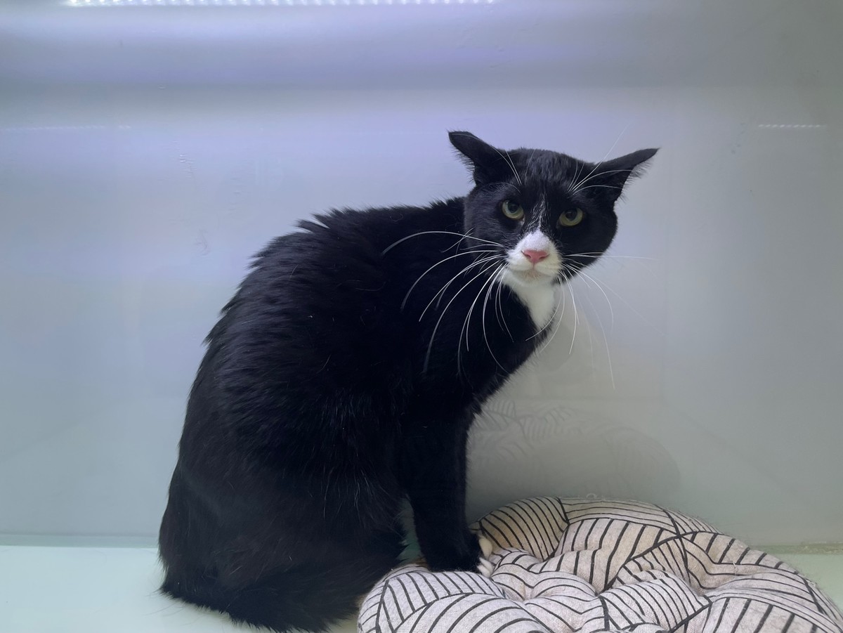 코리안숏헤어 순대 하이랜드폴드책임분양 애완견책임분양 반려견책임분양 소형견키우는방법 중형견키우는방법 대형견키우는방법 미니비숑프리제키우는방법 토이푸들키우는방법 골든리트리버키우는