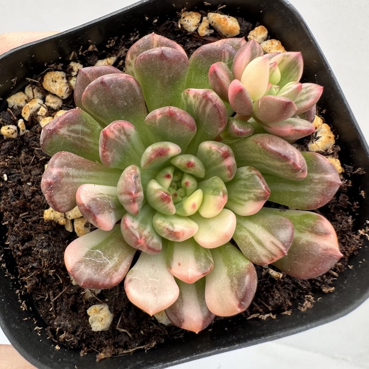 Sedeveria Pink Ruby Variegated-51 : DK Succulents Korea- Rare Korean ...