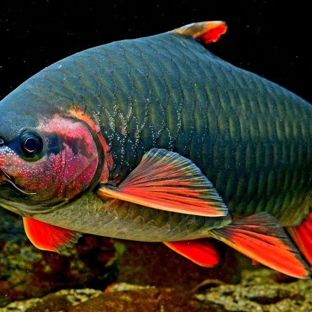 레드 피닉스 바브 [ Spinibarbus denticulatus ] : 백경수족관