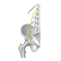Genitofemoral nerve : INFOGRAPHY (인포그라피)