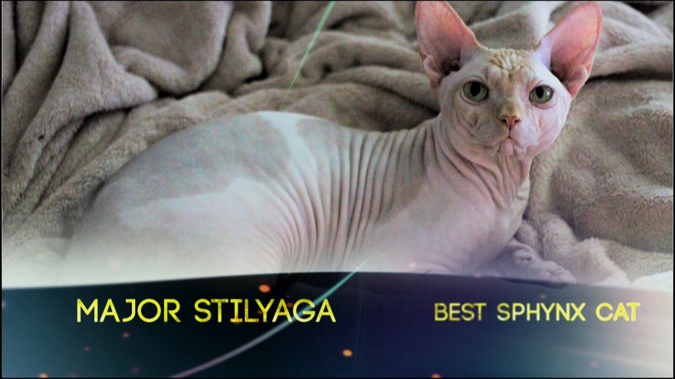 BEST SPHYNX CAT : 사단법인 한국애묘인연합