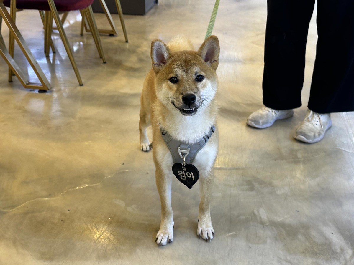 시바이누 원이 말티즈크기 말티푸크기 푸들크기 먼치킨크기 랙돌크기 브리티쉬숏헤어크기 스코티쉬폴드크기 러시안블루크기 강아지크기 고양이크기 유기견임시보호 유기묘임시보호 강아지임시