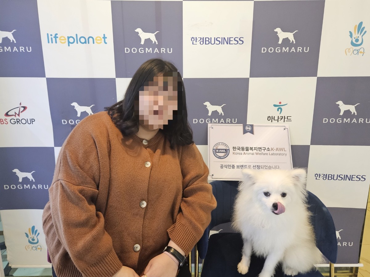 폼피츠 구름 엑조틱크기 터키시앙고라크기 페르시안크기 하이랜드폴드크기 애완견크기 반려견크기 소형견무료입양사이트 중형견무료입양사이트 대형견무료입양사이트 미니비숑프리제무료입양