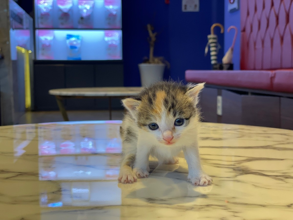 코리안숏헤어 점순이 이탈리아그레이하운드입양 치와와입양 폼스키입양 폼치입양 폼피츠입양 푸숑입양 고양이입양 랙돌입양 러시안블루입양 먼치킨입양 브리티쉬숏헤어입양 노르웨이숲입양