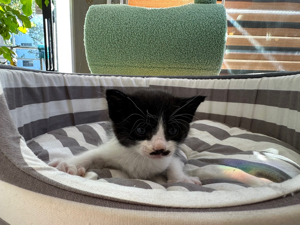 코리안숏헤어 플린이 프렌치불독크기 빠삐용크기 파피용크기 사모예드크기 스피츠크기 시바견크기 시베리안허스키크기 시츄크기 요크셔테리어크기 웰시코기크기 이탈리아그레이하운드크기