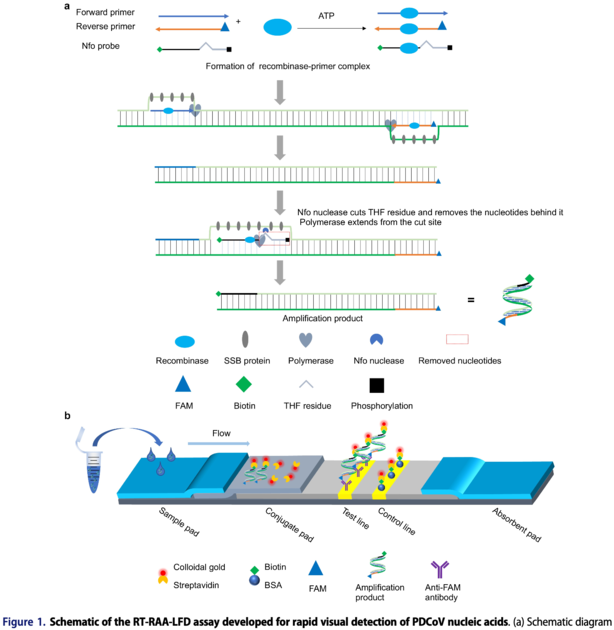 A nucleic acid detection assay combining RT-RAA-LFD for the rapid ...