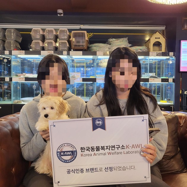 푸숑 장군이 엑조틱크기 터키시앙고라크기 페르시안크기 하이랜드폴드크기 애완견크기 반려견크기 소형견무료입양사이트 중형견무료입양사이트 대형견무료입양사이트 미니비숑프리제무료입양