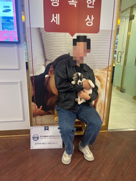 시바이누 믹스 점박이 폼스키크기 폼치크기 폼피츠크기 푸숑크기 노르웨이숲크기 데본렉스크기 뱅갈크기 샴크기 셀커크렉스크기 스핑크스