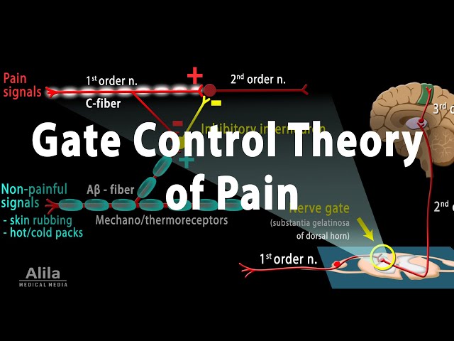 통증 게이트 제어 이론 (Gate Control Theory of Pain) : XINGMOVE | 움직이며 살아가는 삶