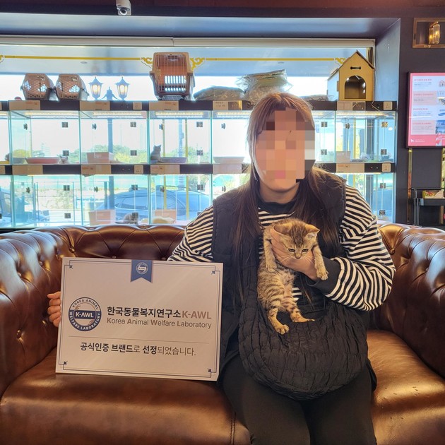 코리안숏헤어 망고 폼스키크기 폼치크기 폼피츠크기 푸숑크기 노르웨이숲크기 데본렉스크기 뱅갈크기 샴크기 셀커크렉스크기 스핑크스크기