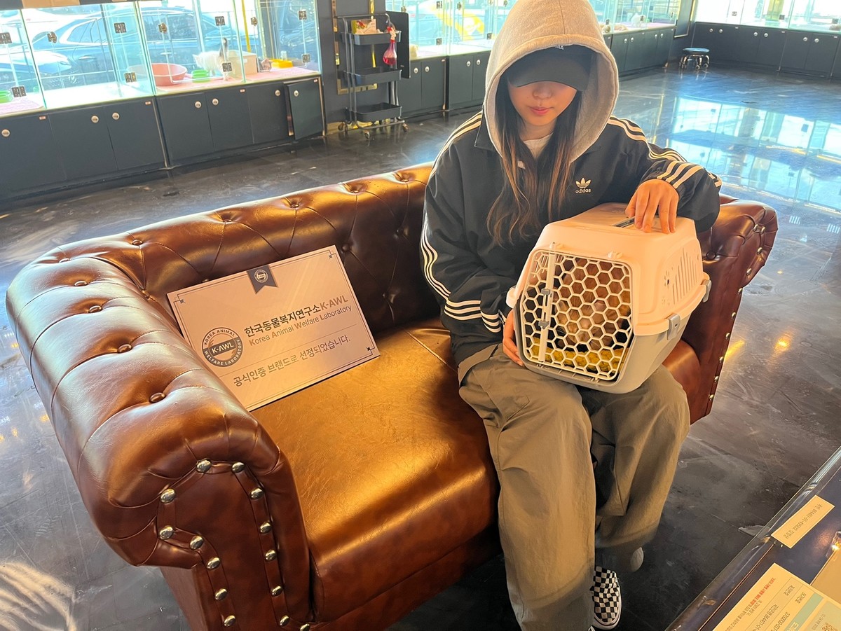 코리안숏헤어 봉식이 프렌치불독크기 빠삐용크기 파피용크기 사모예드크기 스피츠크기 시바견크기 시베리안허스키크기 시츄크기 요크셔테리어크기 웰시코기크기 이탈리아그레이하운드크기