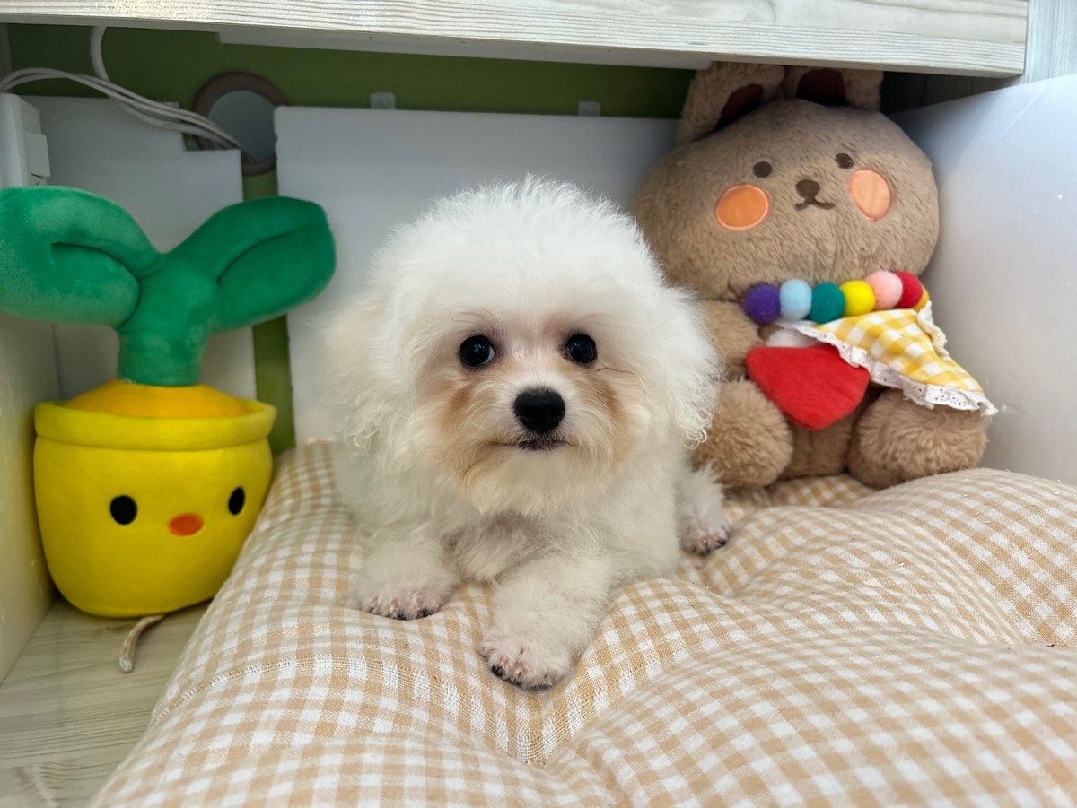 비숑프리제 쿠키 사모예드책임분양 스피츠책임분양 시바견책임분양 시베리안허스키책임분양 시츄책임분양 요크셔테리어책임분양 웰시코기책임분양 이탈리아그레이하운드책임분양 치와와책임분양