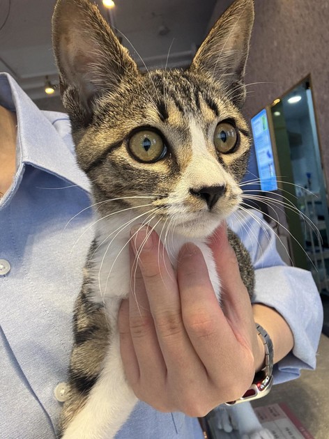 코리안숏헤어 냥이 유기묘무료입양사이트 비숑프리제파양 포메라니안파양 말티즈파양 말티푸파양 푸들파양 먼치킨파양 랙돌파양 브리티쉬숏헤어파양 스코티쉬폴드파양 러시안블루파양 강아지