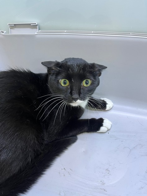 코리안숏헤어 백구 보더콜리분양가격 프렌치불독분양가격 빠삐용분양가격 파피용분양가격 사모예드분양가격 스피츠분양가격 시바견분양가격 시베리안허스키분양가격 시츄분양가격 요크셔테리어