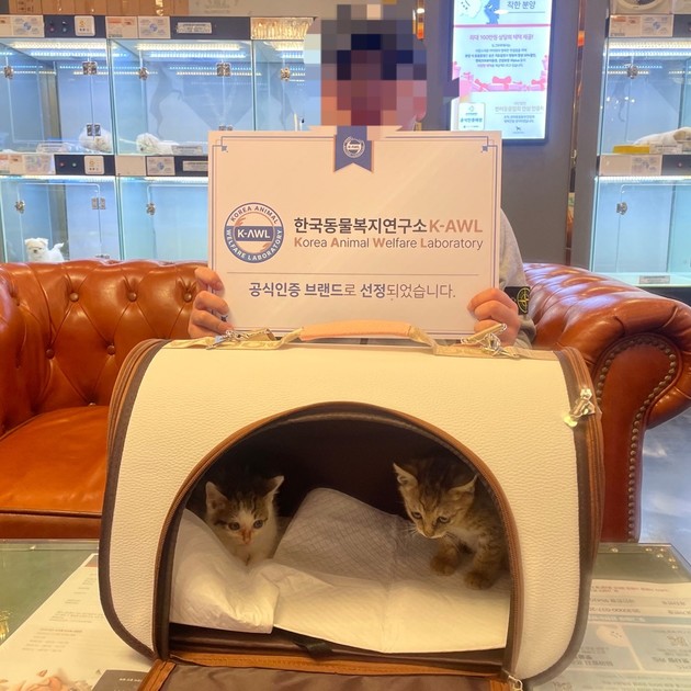 코리안숏헤어 곰이탱이 사모예드책임분양 스피츠책임분양 시바견책임분양 시베리안허스키책임분양 시츄책임분양 요크셔테리어책임분양 웰시코기책임분양 이탈리아그레이하운드책임분양 치와와