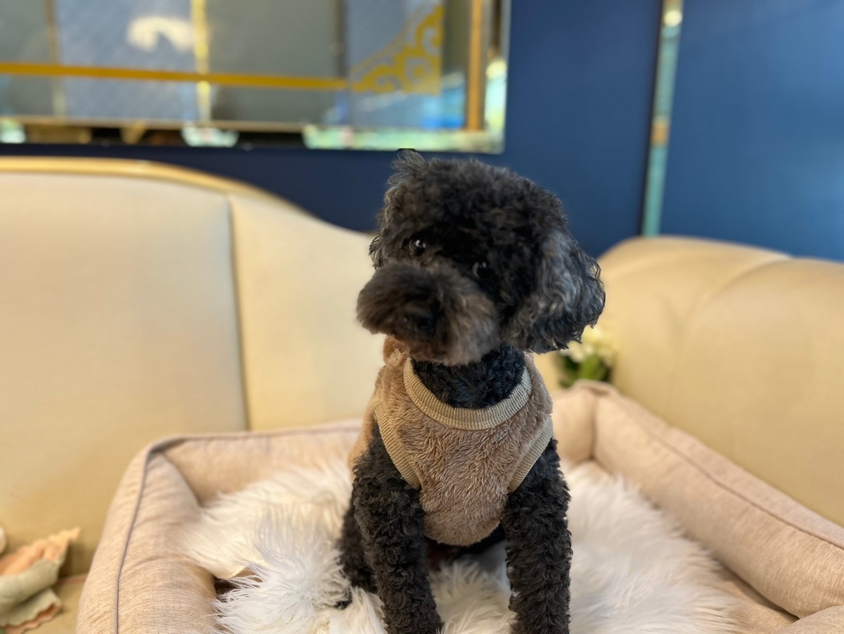 푸들 콩이 유기견입양 유기묘입양 강아지입양 소형견입양 중형견입양 대형견입양 말티즈입양 말티푸입양 비숑프리제입양 미니비숑프리제입양 포메라니안입양 푸들입양 골든리트리버입양