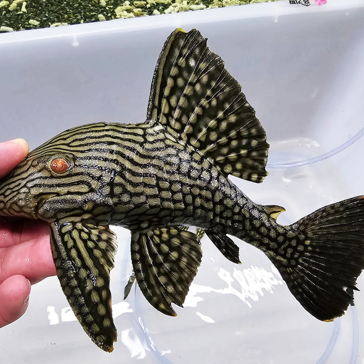 L330 워터멜론 플레코 -2- [ L330 Watermelon Pleco ] : 백경수족관