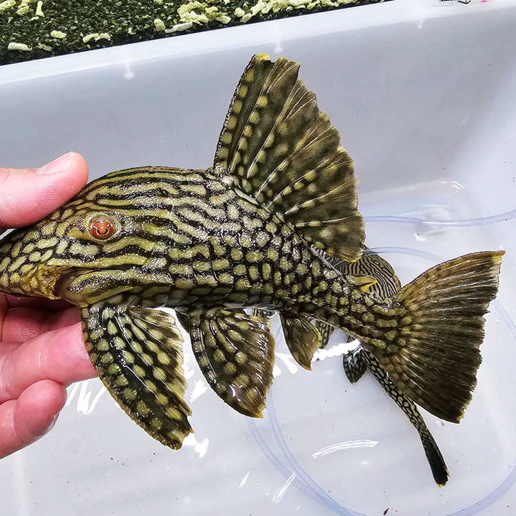 L330 워터멜론 플레코 -1- [ L330 Watermelon Pleco ] : 백경수족관