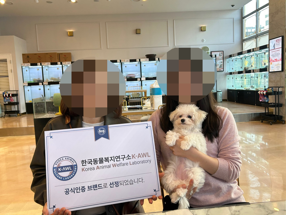 비숑프리제 사탕 엑조틱크기 터키시앙고라크기 페르시안크기 하이랜드폴드크기 애완견크기 반려견크기 소형견무료입양사이트 중형견무료입양사이트 대형견무료입양사이트 미니비숑프리제무료입양