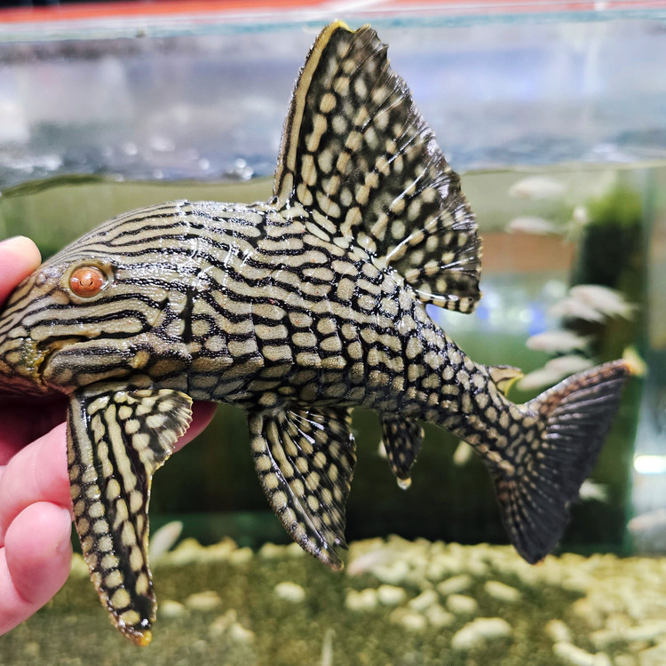 L330 워터멜론 플레코 -3- [ L330 Watermelon Pleco ] : 백경수족관