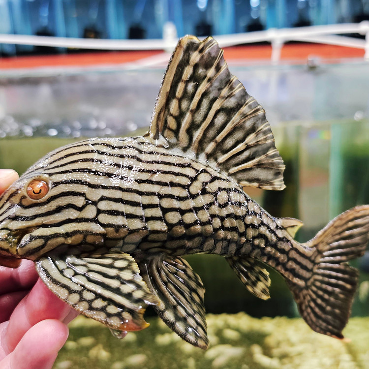 L330 워터멜론 플레코 -3- [ L330 Watermelon Pleco ] : 백경수족관